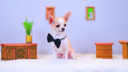 如果我的狗是总统会发生什么呢?(六)