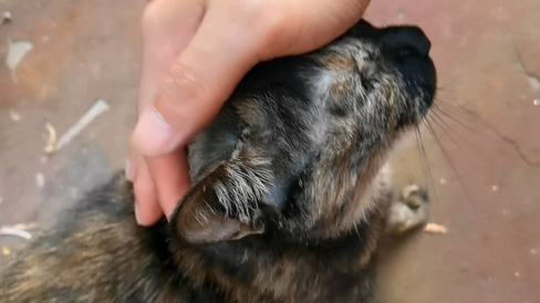 当流浪猫展现猫德 人类语言系统开始出现紊乱