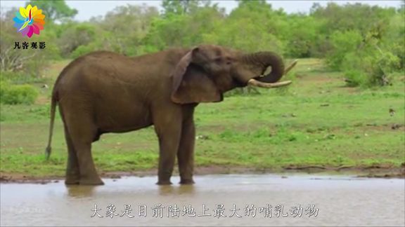 实景拍摄大象,带你真实了解大象,它的鼻子真的很特别