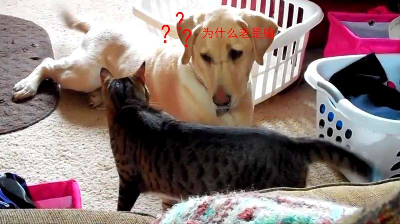 为什么猫咪和狗打架?狗永远打不赢呢,知道真相后,笑喷!