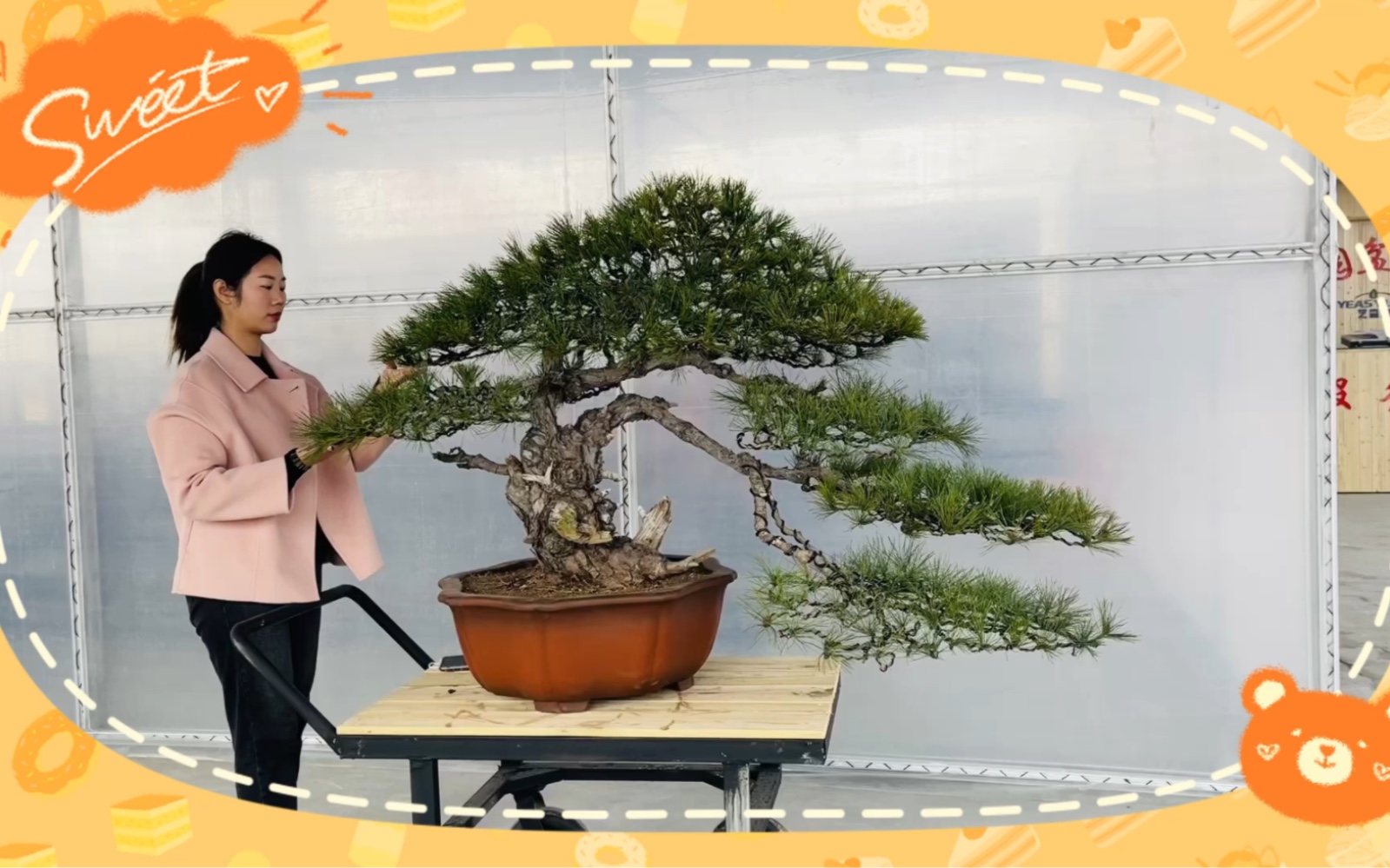 黑松盆景12个月的养护管理