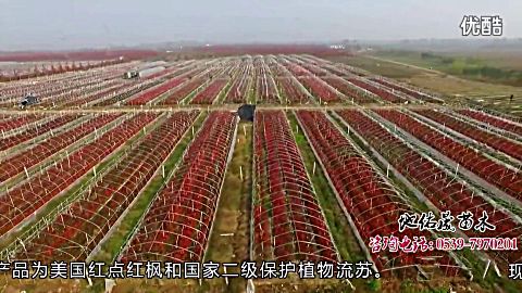 山东地佑晟苗木有限公司宣传片