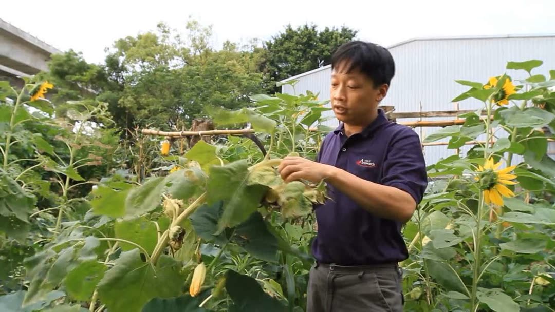 向日葵种子 采收 风干