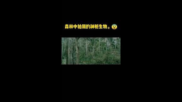森林中偶然拍到的神秘生物,让人捉摸不定!