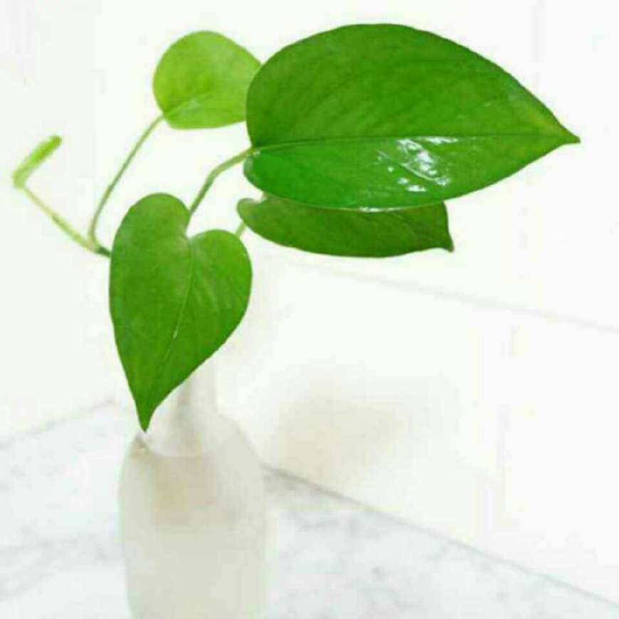 飞飞带你看天气 