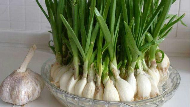 生活窍门:用一碗水就能种出蒜苗,不但自给自足,全家吃都有余!
