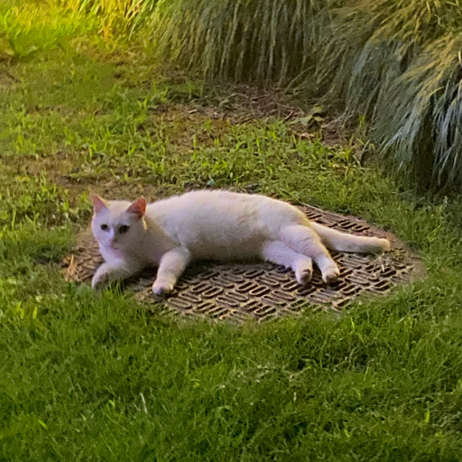 小宇要当铁头娃 