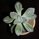 阿强茶聊 