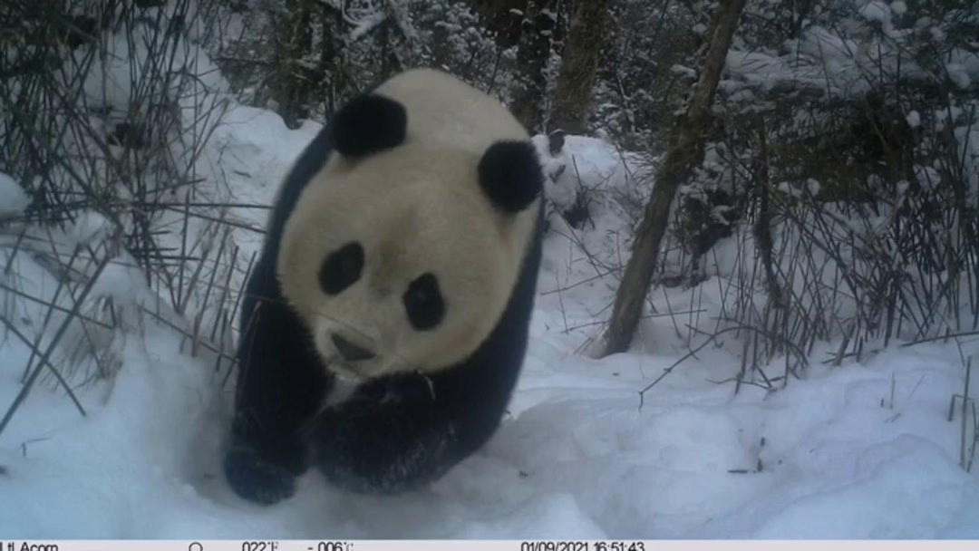 看!好奇“宝宝”!九寨沟勿角自然保护区红外相机,多次拍到野生大熊猫