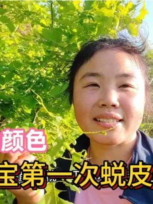 小蚕宝宝第一次蜕变,各种颜色显现出来,娘俩来巡山挨墩查看
