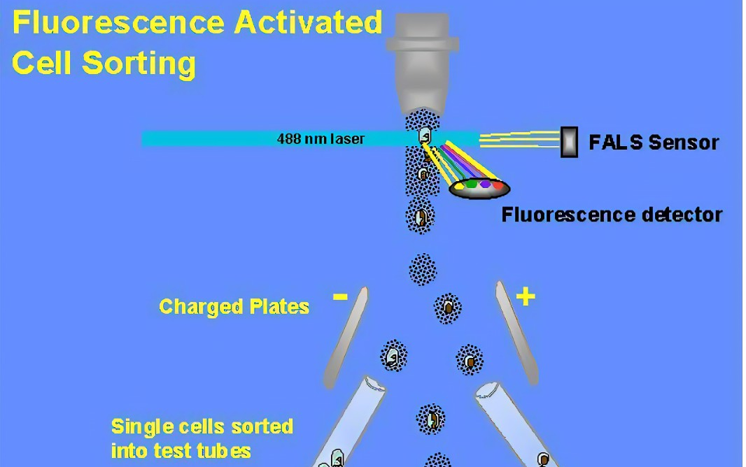 流式细胞术合集
