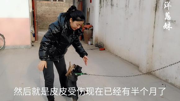 受伤半个月的皮皮见到主人后,激动的像个孩子,腿好了就使劲得瑟