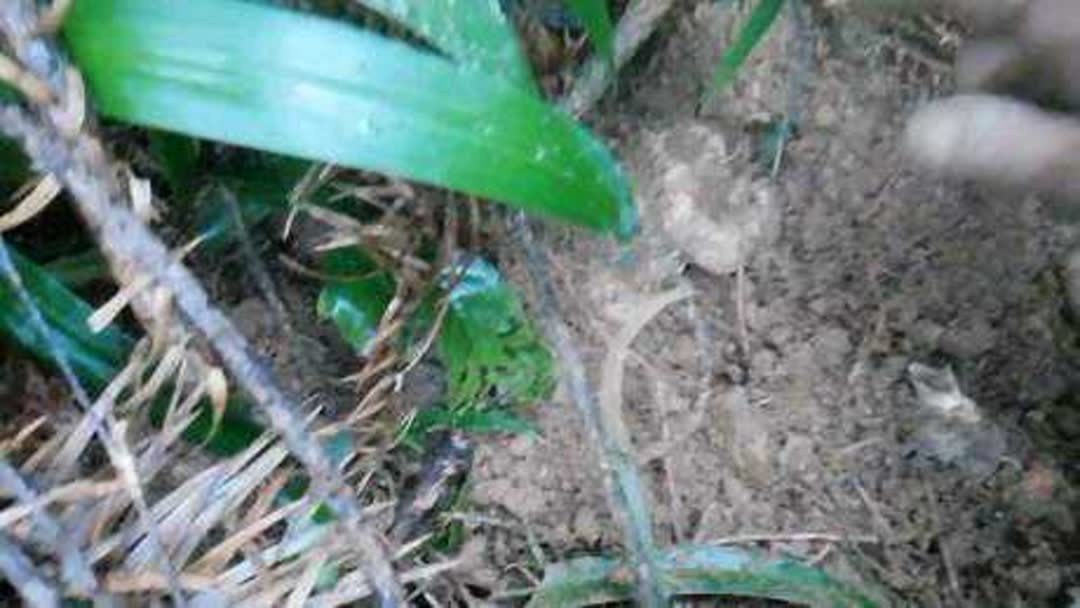 林下种植鸡头黄精,行吗