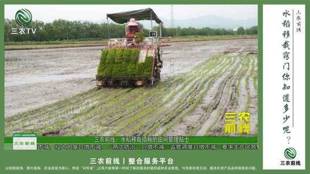 水稻移栽插秧的田间管理贴士