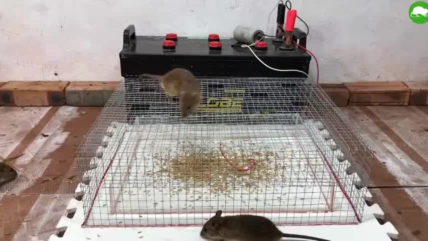 超强的一款电击捕鼠笼,当老鼠碰到电的时候原谅我笑了