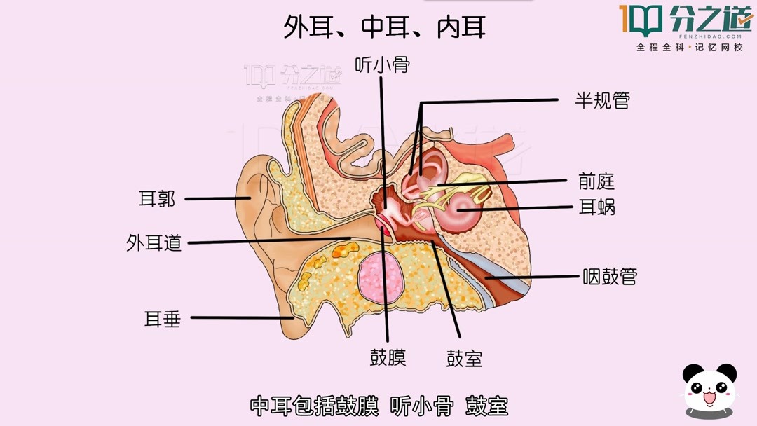 声音是怎么传进耳朵里的?经过哪些转变?