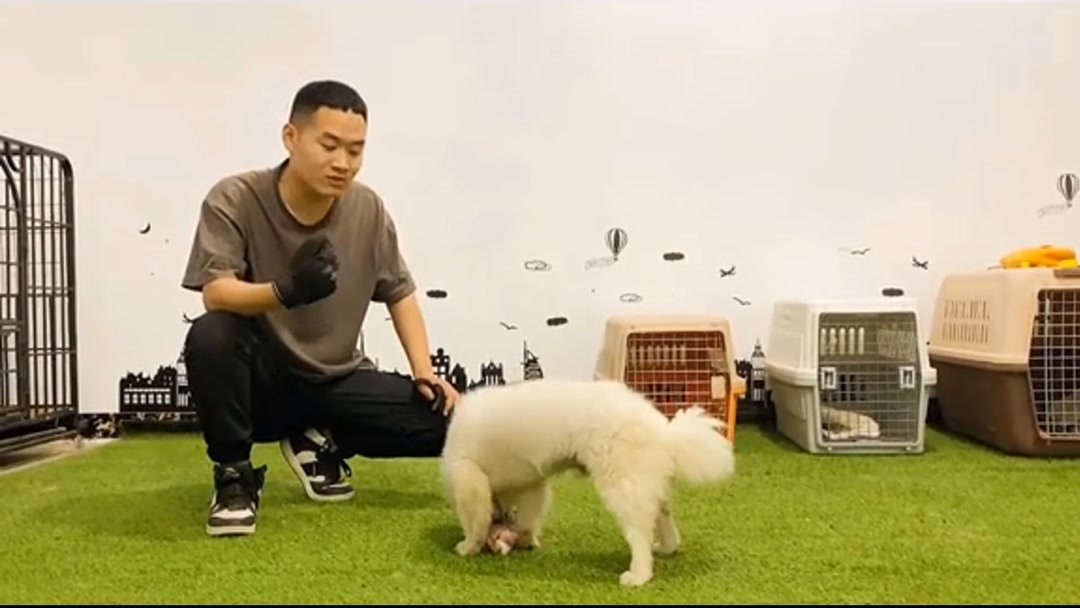 博美护食咬人怎么办 狗狗护食怎么办如何纠正训狗视频