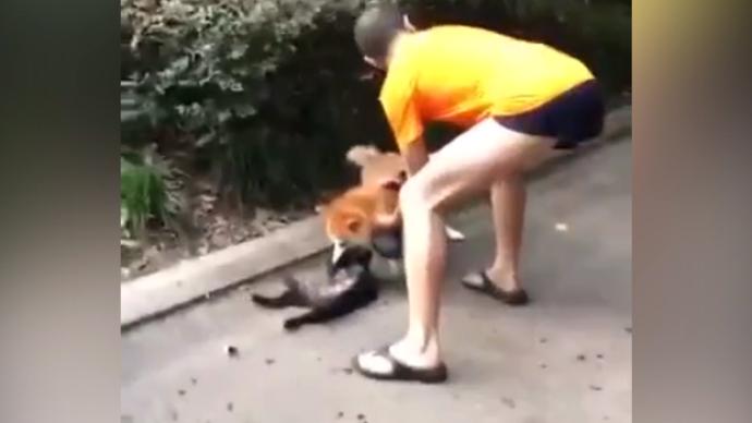 自贡一男子被指小区内放狗撕咬猫咪