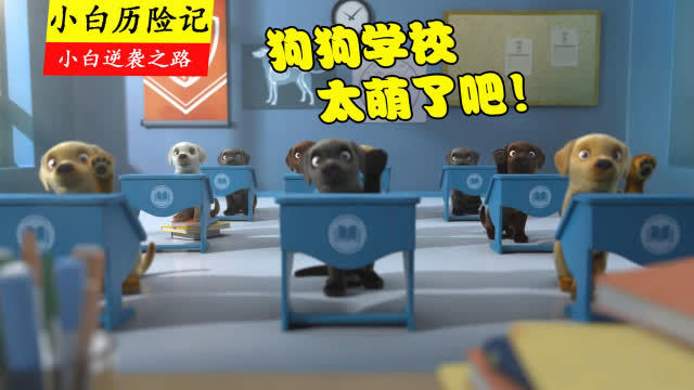 假如狗狗也有学校,那会是怎样的场景