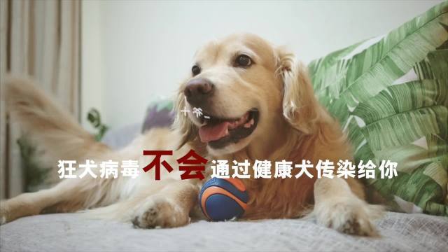 被狗狗咬伤该打针吗?这几点你必须了解的!