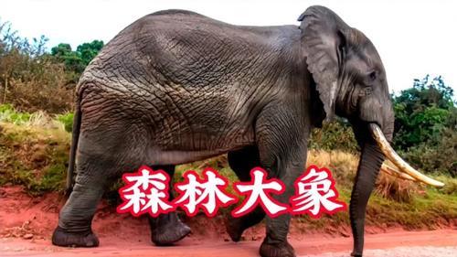 在神秘的森林世界中,生活着一种堪称森林之王的动物