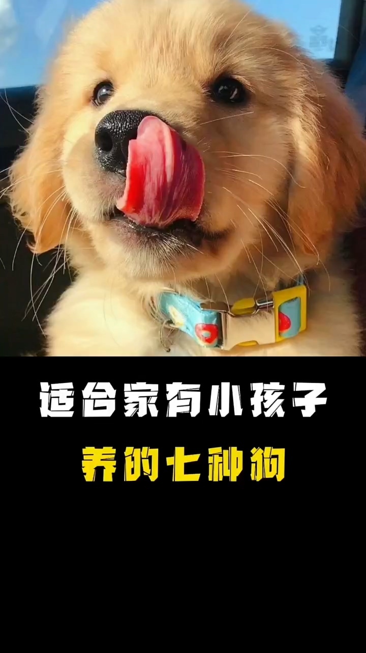 有孩子家庭适合养的7种狗