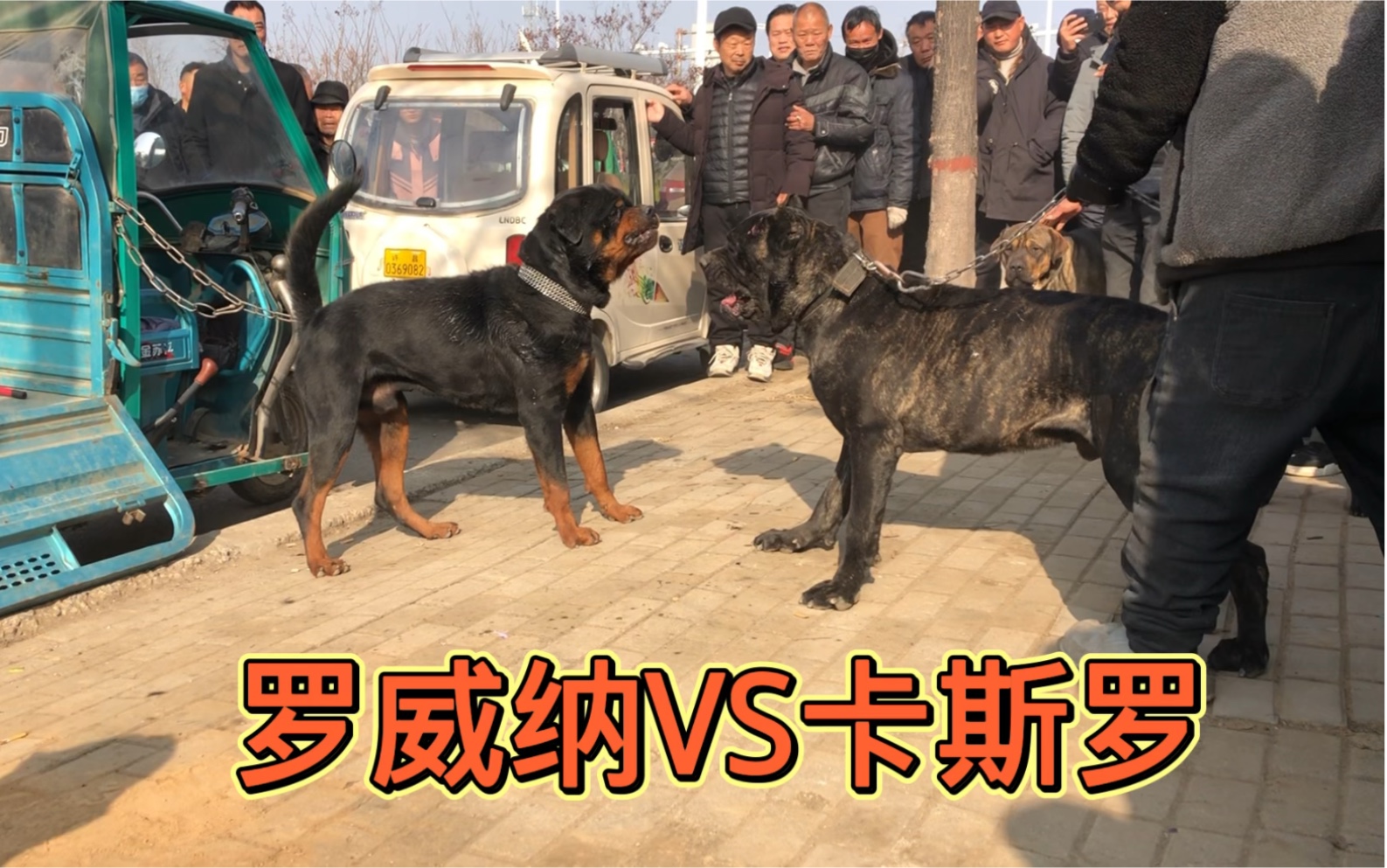 罗威纳VS卡斯罗,护卫犬之争,谁更厉害?