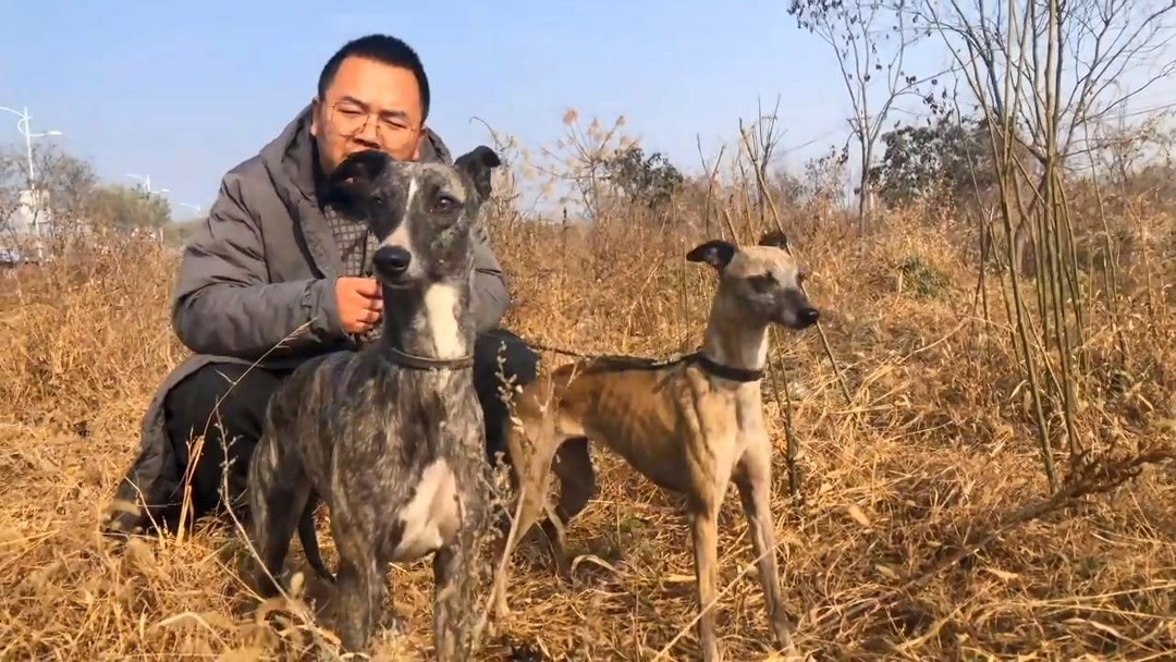 欣赏下纯种惠比特猎犬,耐力好,速度快,常被人称闪电狗