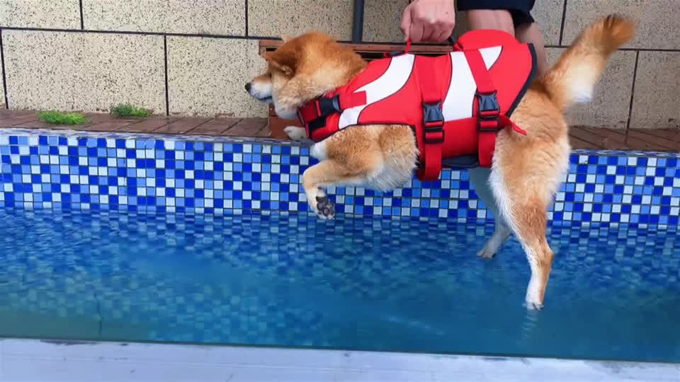 狗窝的泳池开放啦今天是狗子们第一次游泳