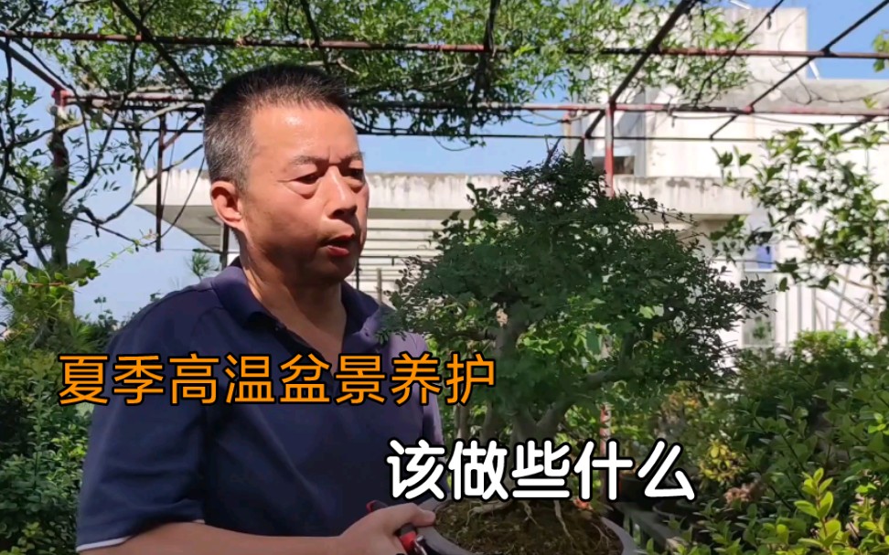 夏季高温盆景养护管理该做些什么