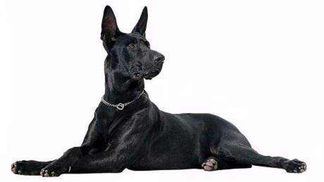 中华新物种,墨界黑狼犬,中国国犬中华黑狼犬