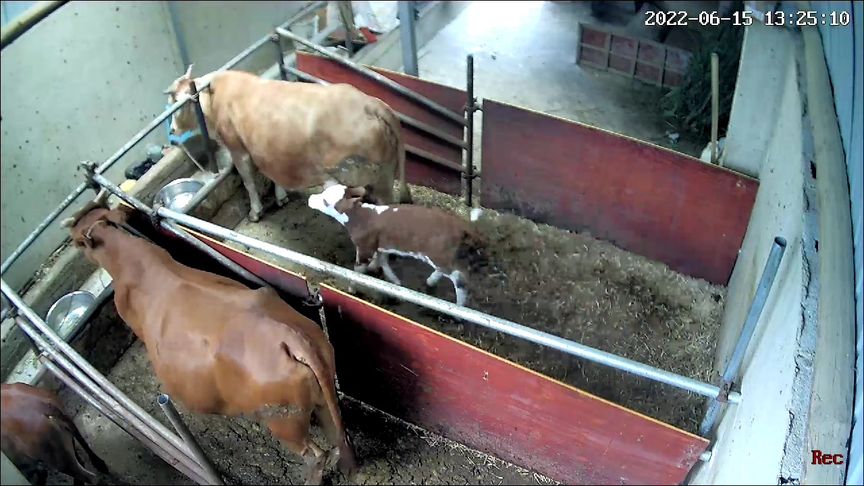 #巨量算数 #农村创业养殖 粉丝们关心的小牛怎么样了,一其很正常