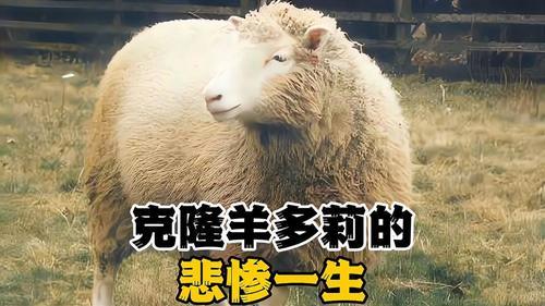 克隆羊多莉的悲惨一生,你了解多少?