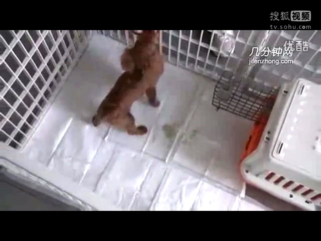 训狗教程-如何训练小狗上厕所_clip_clip_clip