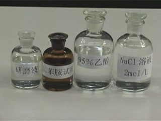 选一:DNA的粗提取与鉴定