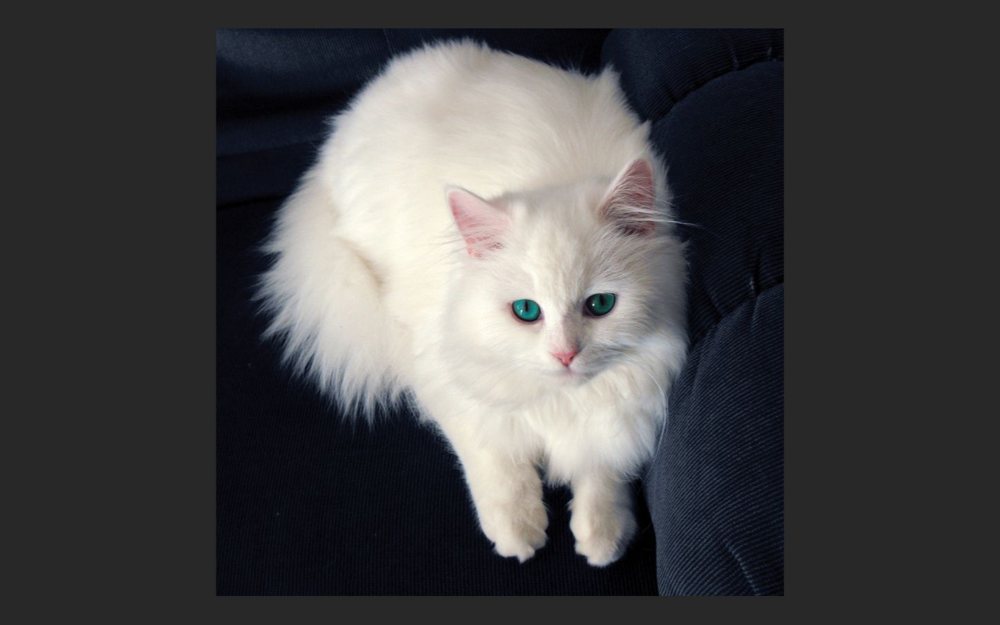 如何使用PS抠除动物毛发或者人物头发