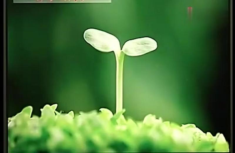 四年级同步数学 第28集 梯形的认识-国语流畅