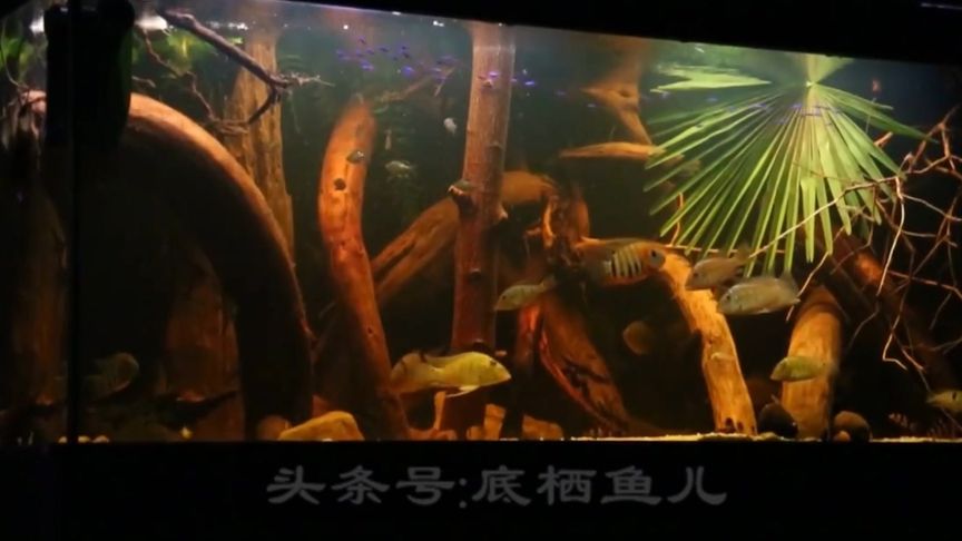 鱼缸生态还原:热带雨林黑水造景
