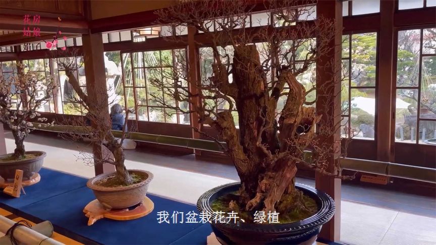 学会梅花盆景的养护技巧,不光造型俊美,枝头也挂满花,赏心悦目