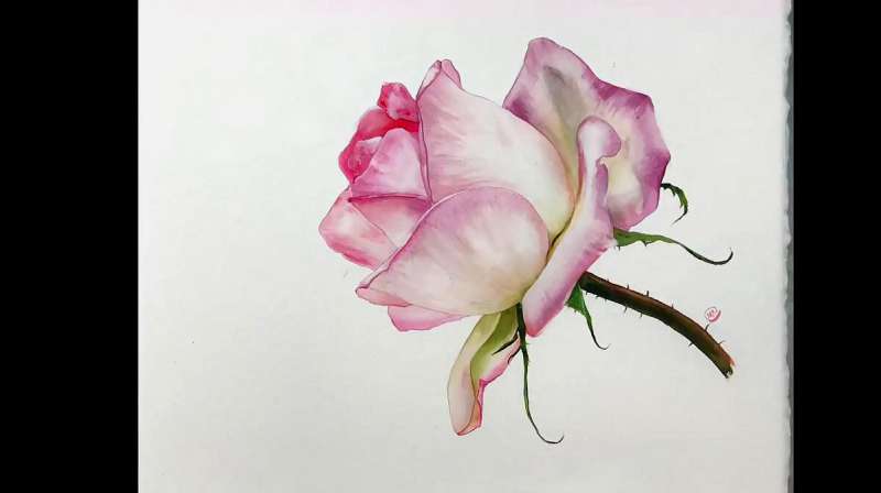 水彩绘画视频教程,教你绘制一个逼真的玫瑰画