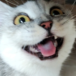 嘻嘻子一点都不可爱 