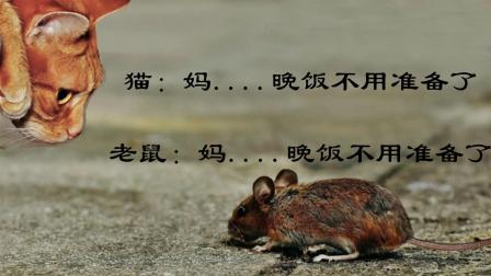 猫抓老鼠, 好壮观的画面啊