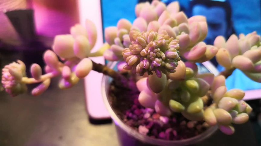 #一花一草一世界 #记录生活中的小美好 #多肉植物