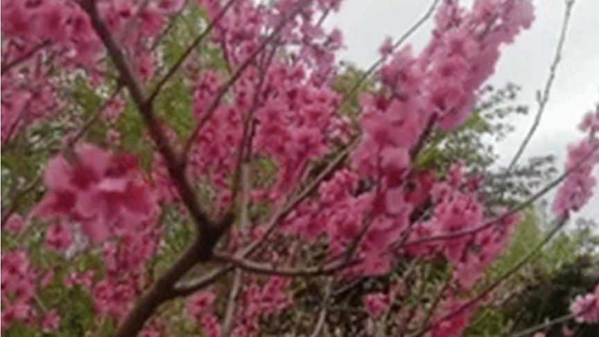 别人家的学校!高校放假6天 让学生赏花谈恋爱