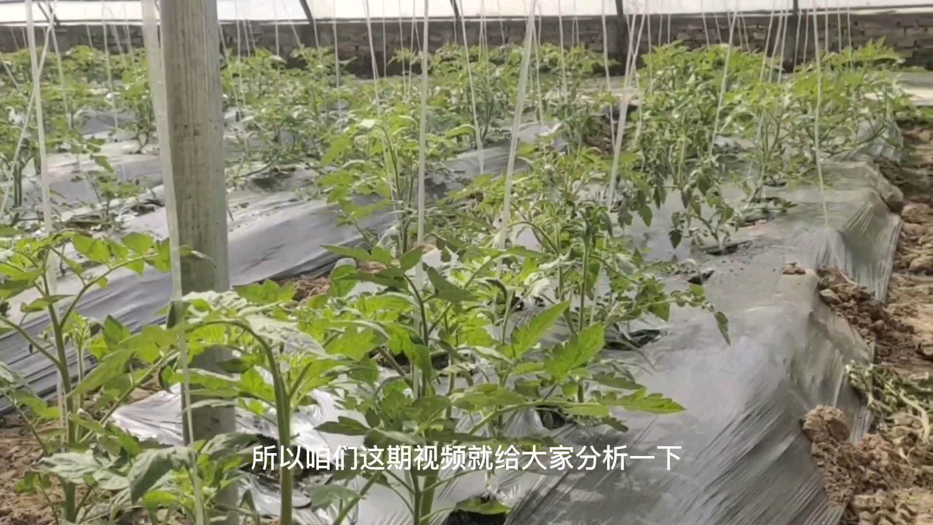 农业种植:西红柿旺长有妙招,赶快进来学习吧