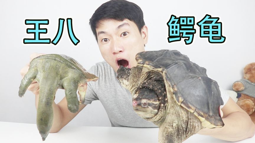 小伙试吃世界最古老的爬行动物鳄龟,跟甲鱼有多大差别?有多凶?