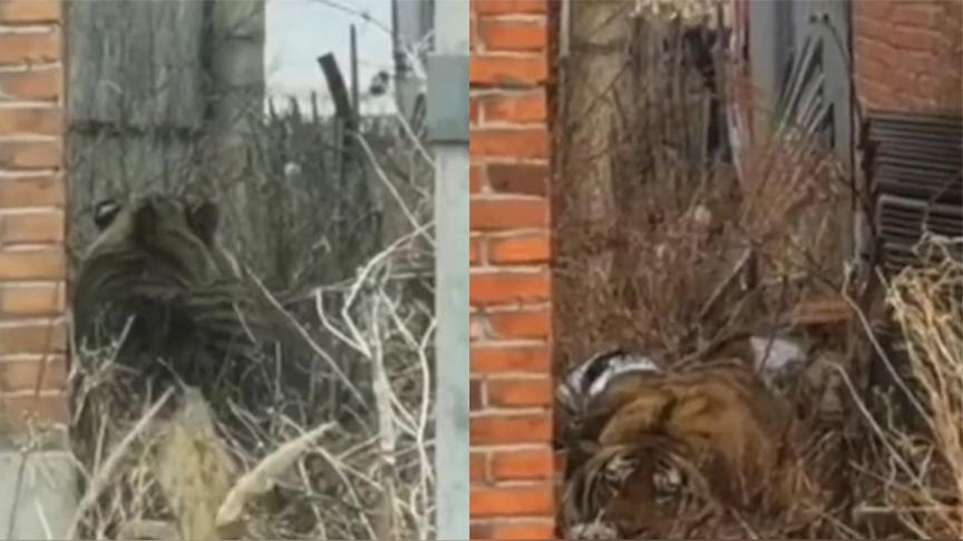 猛虎进村了!黑龙江一村内民宅发现野生东北虎,俯趴墙边静静看人
