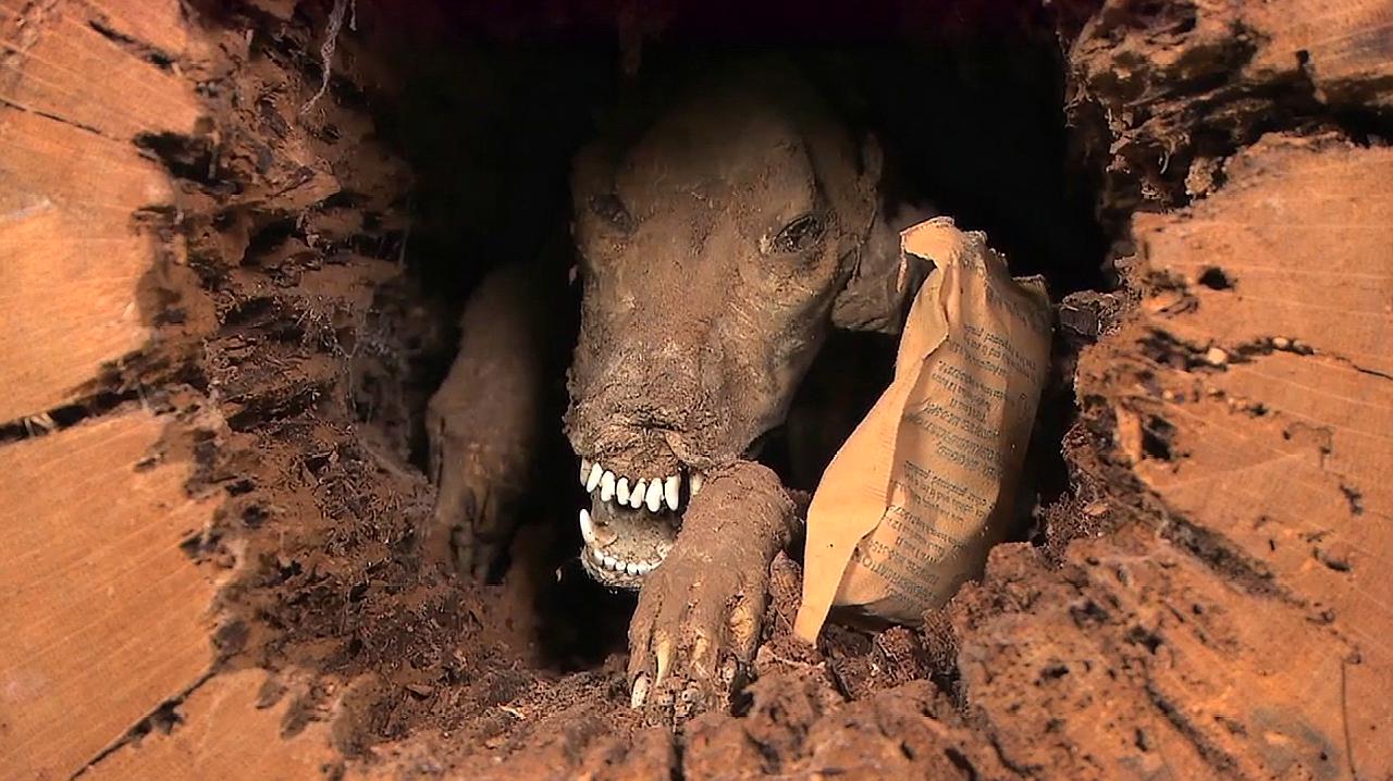 狗在树中被困近60年,曾苦苦挣扎,直到被砍树工人发现