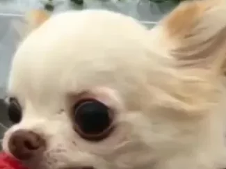 望着日落看八卦:可爱小狗狗的搞笑视频,你知道么?