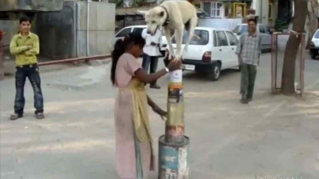 印度街头狗狗杂技表演: 讨生活不易啊!